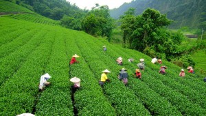 15 Amazing Facts You Need to Know about Sundarban Forest